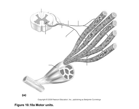 Motor Units Quiz