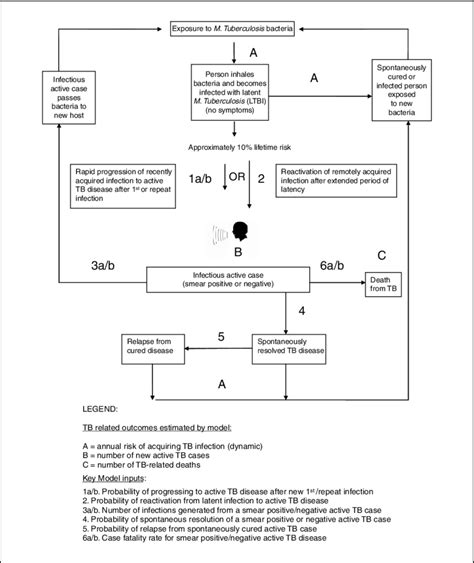 Summary Of The Natural History Of Tuberculosis Download Scientific Diagram