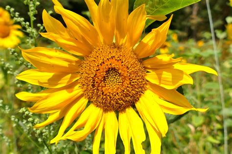 Fotos Gratis Naturaleza Campo Pétalo Florecer Botánica Amarillo