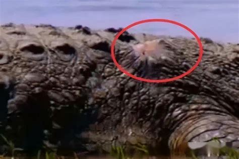 Is Gustave The Man Eater Crocodile Still Alive Afrinik
