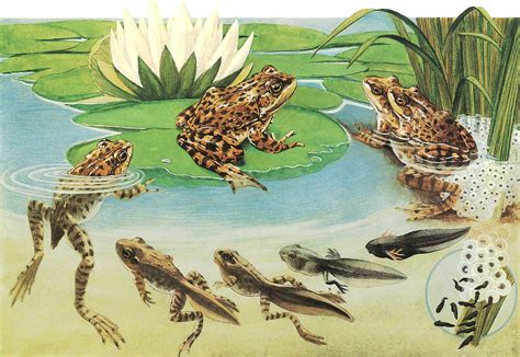 Frog Life Cycle Scanned From My Own Collection I Picked T Flickr