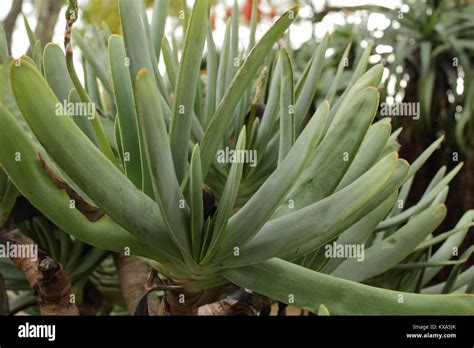 Aloe plicatilis plant Stock Photo - Alamy