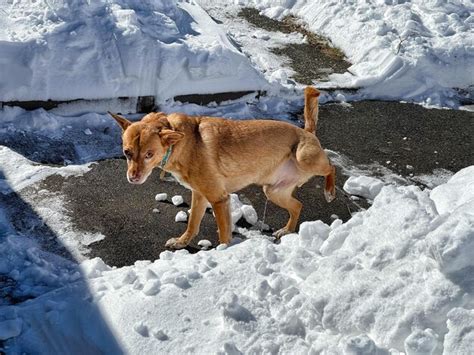 Premium Photo Piddle