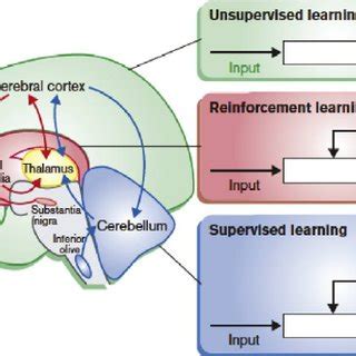 1 Regions Of The Brain With Substantial Contributions To Motor Skill