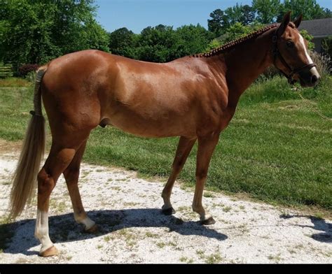 Reynard Twix Welsh Cross Hunter