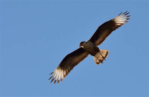 Carancho Bird Nature In Free Photo On Pixabay Pixabay