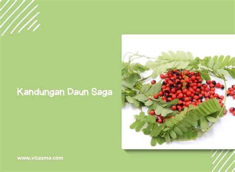 10 Manfaat Daun Saga Yang Berguna Bagi Kesehatan