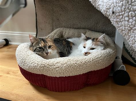 Tequila Kitty Connection