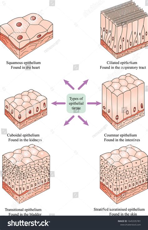 Epithelial Tissue Bilder Stockfotos Und Vektorgrafiken Shutterstock