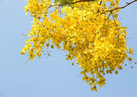 Purging Cassia On Blue Sky Stock Image Image Of Green 58680101