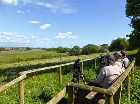 Exmouth Birder Exminster And Powderham Marsh