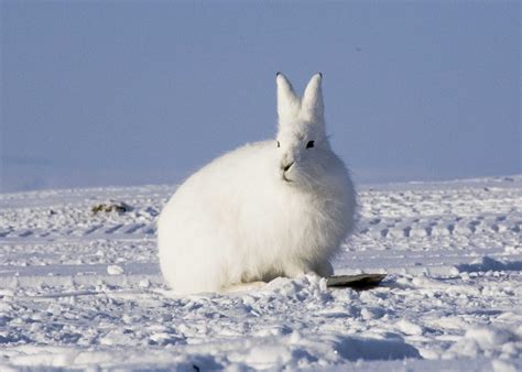 Arctic Hare Food