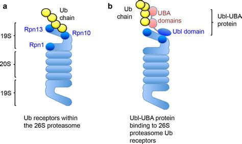 The Recognition Of Ubiquitinated Proteins By The Proteasome Pmc