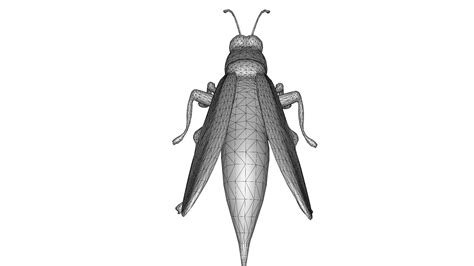 3d Model Grasshopper Green Lowpoly Turbosquid 2307112