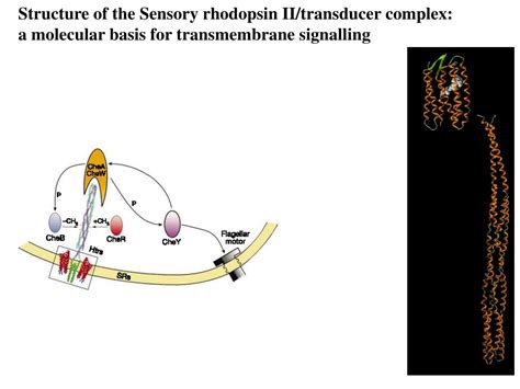 Ppt Retinal Isomerization In Rhodopsin Moves The B Ionone Ring Powerpoint Presentation Id