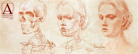 Life Drawing Anatomy Dynamic Human Anatomy The Book Roberto Ostis