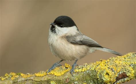 Willow Tit Facts Identification Diet Migration Info Etc Binocular