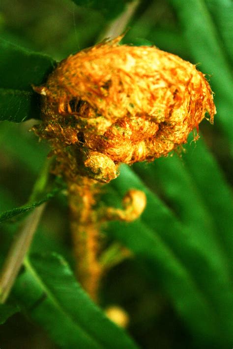 Fern By Nature Pixie On Deviantart