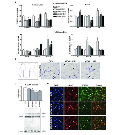 Time Course Of Cd200 Expression In Eae A Full Length Cd200