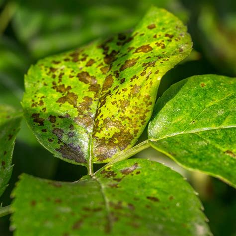 Preventing Tree Disease Through Proper Care