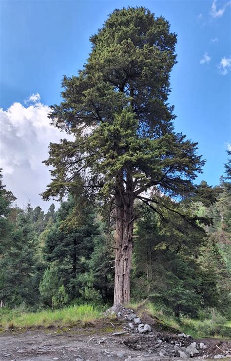 Plagas Y Enfermedades Del Cedro Guía De Identificación Árbol Enfermo
