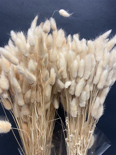 Lagurus New Colors Elemflora