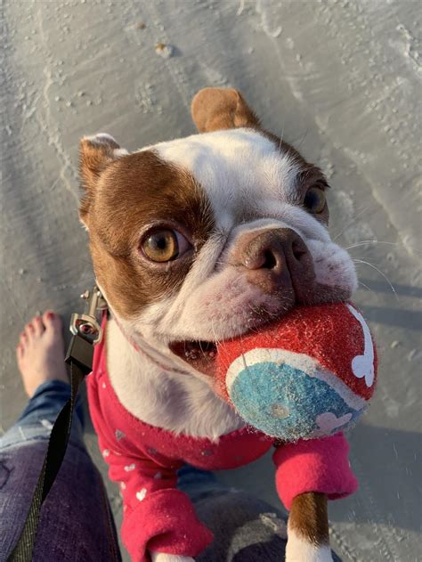 Dog Friendly St Augustine Beach Fl Bringfido