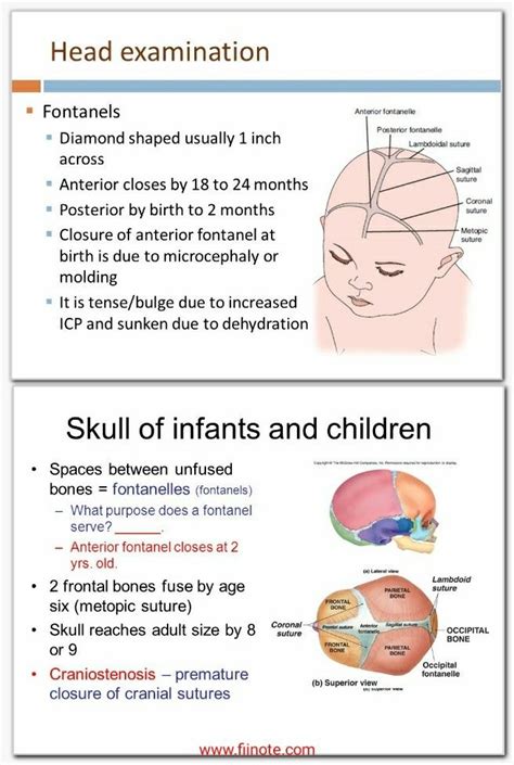Posterolateral Fontanelle