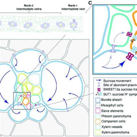 Phloem Loading Occurs Via The Ab Bs In Maize A Arrangement And Download Scientific Diagram