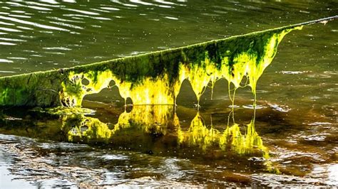 How To Remove Algae From Water Etch2o