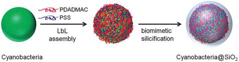 Scheme 1 Procedure For Silica Encapsulation Of Individual Download