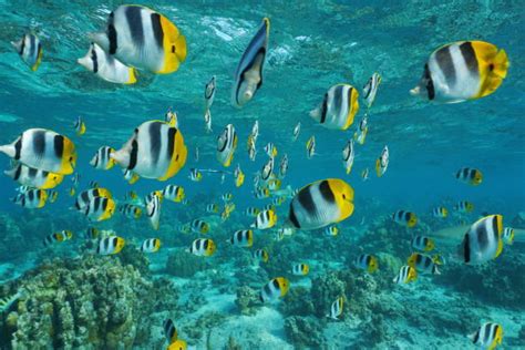 90 Pez Mariposa Del Pacífico Fotos Fotografías De Stock Fotos E