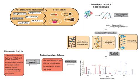 Ms Based Post Translational Modification Analysis Service Mtoz Biolabs