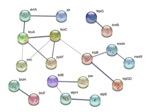 Connectivity Map Displaying The Predicted Functional Associations