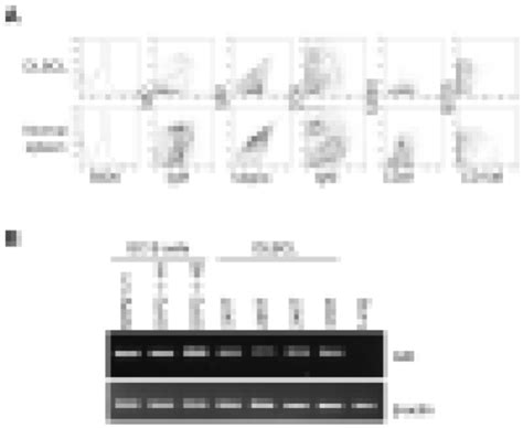 Dlbcl Immunophenotype In S1p 2 − − Mice A Surface Immunophenotype By