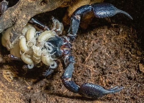 Fascinating Footage Shows Birth Of Largest Scorpions In World News