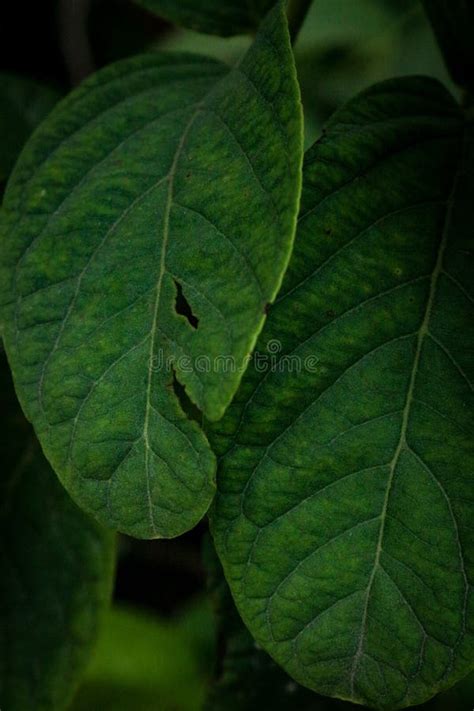 Texture Of Green Leafs Background Stock Image Image Of Variety Texture 268127605