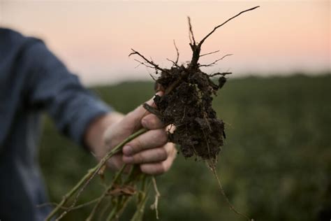 Digging Into Soybean Nodulation Field Advisor