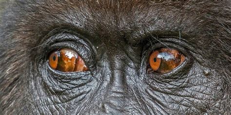 Aza Nutrition Advisory Group