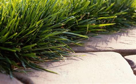 How To Cut Long Grass A Step By Step Guide For Beginners Segway Navimow