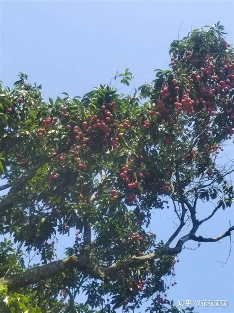 海南荔枝王 知乎