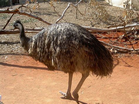Emu Animal Facts Dromaius Novaehollandiae A Z Animals