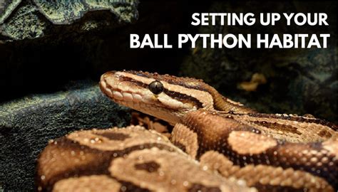 The Ultimate Ball Python Care Guide Everything You Need To Know