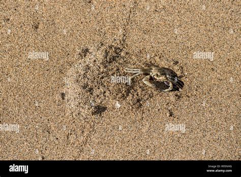 Maui Hawaii Ghost Crab Ocypode Pallidula On The Beach In Lahaina