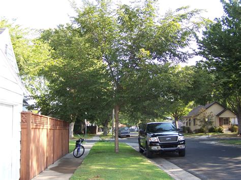 Prospector Elm Sacramento Tree Foundation