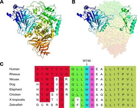 3d Structure Of Lysosomal Alpha Glucosidase And Conservation Of The
