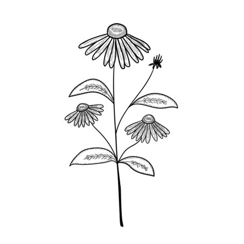 100 000 Echinacea Drawing Vector Images Depositphotos