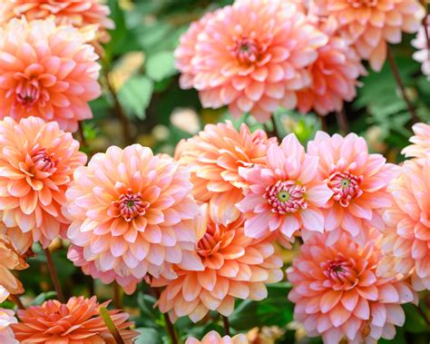 Dahlia Peaches And Vanilla Tubers Buy Online At Farmer Gracy Uk
