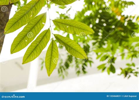 Leaf Soap Nut Tree In Garden Stock Image Image Of Nature Tree 133466831