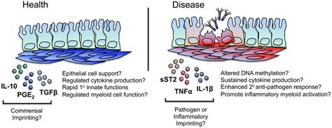 Frontiers Inflammation Innate Immunity And The Intestinal Stromal